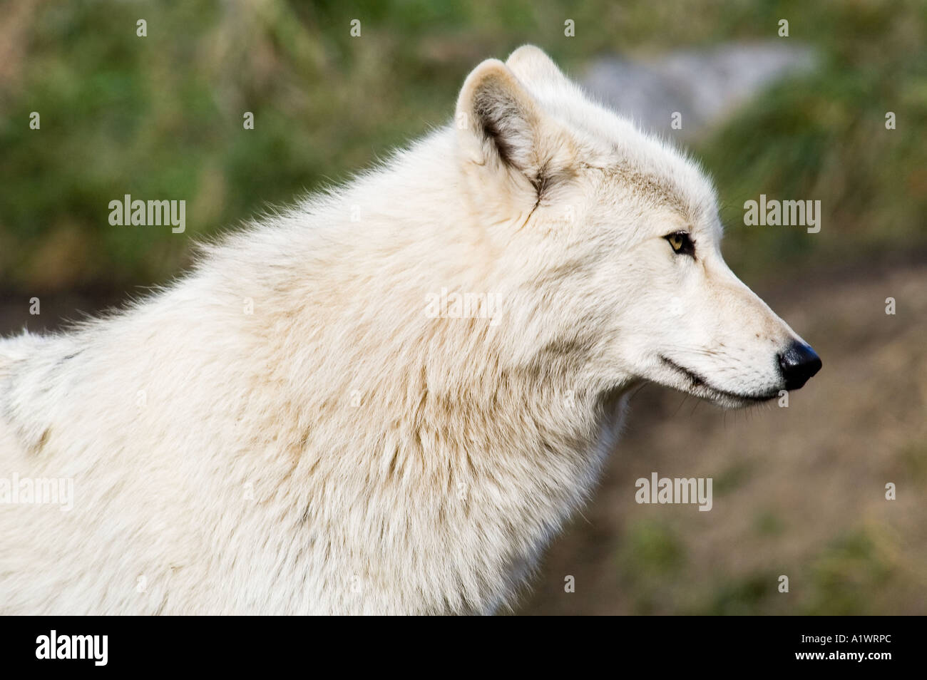 Wolf canis lupus alberta hi-res stock photography and images - Alamy