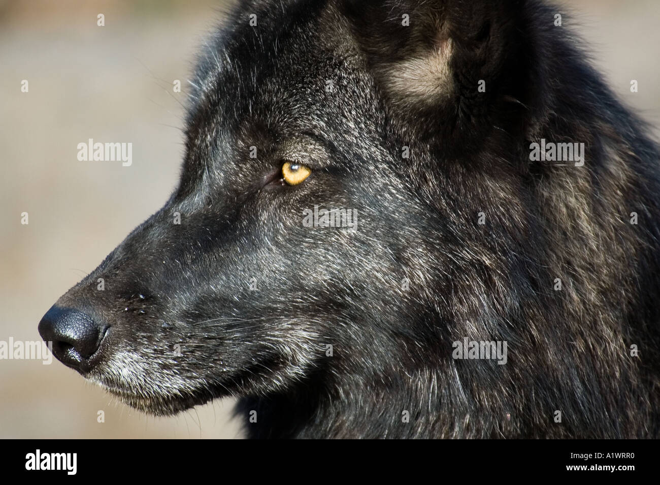 Big bad wolves hi-res stock photography and images - Alamy