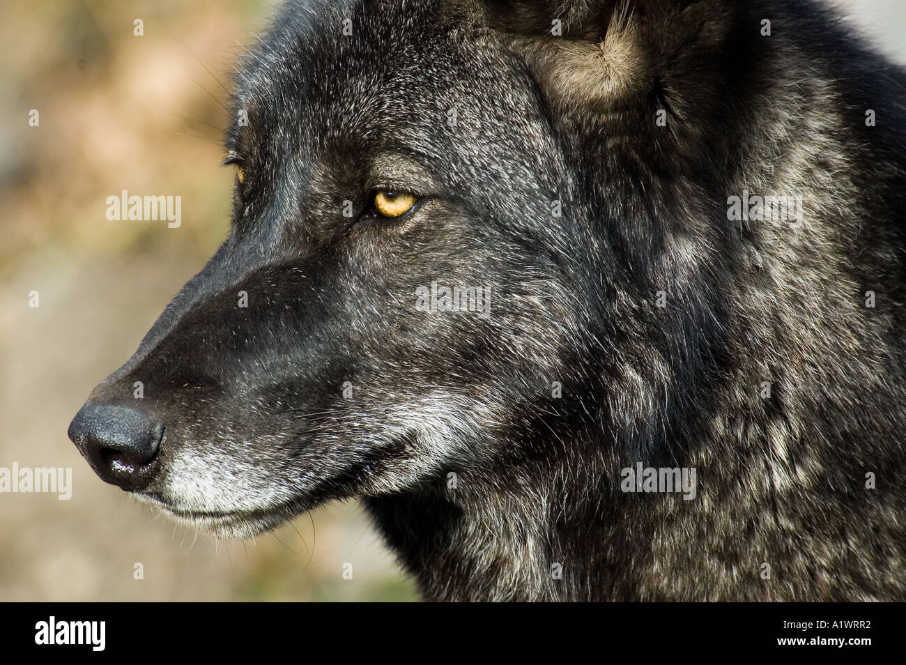 Most endangered gray wolf in north america hi-res stock photography and ...