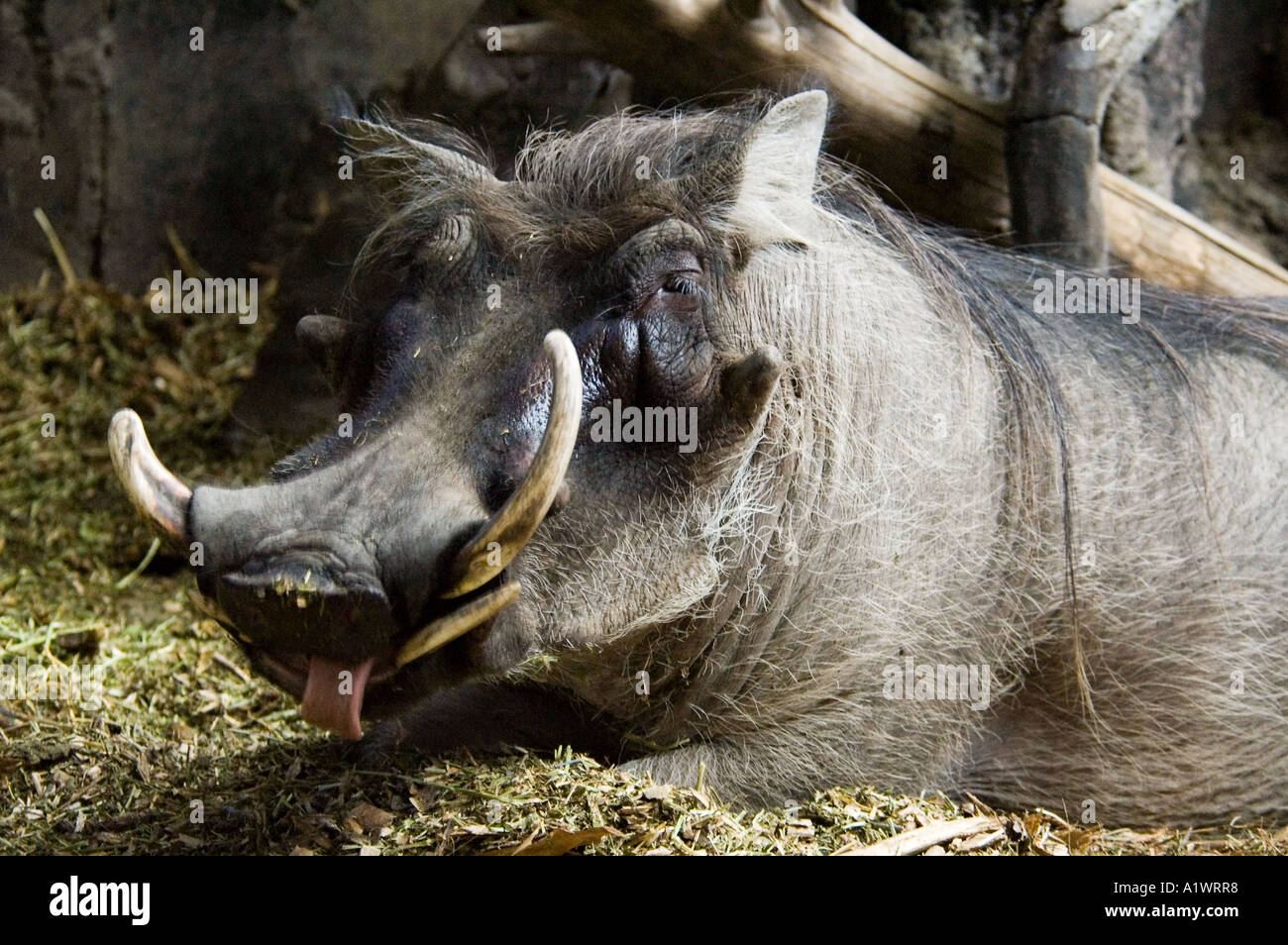 Warthog enclosure hi-res stock photography and images - Alamy