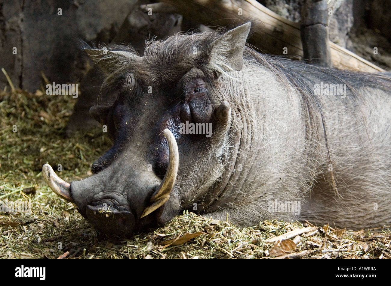 Captive warthog hi-res stock photography and images - Alamy