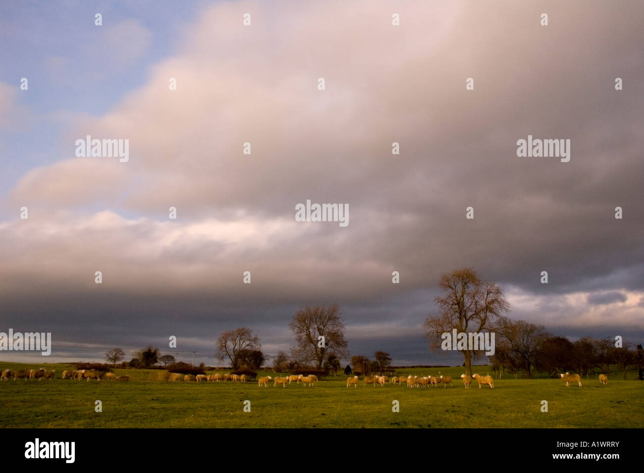 Lleyn Sheep under clouds, Bedale North yorkshire England UK Stock Photo ...