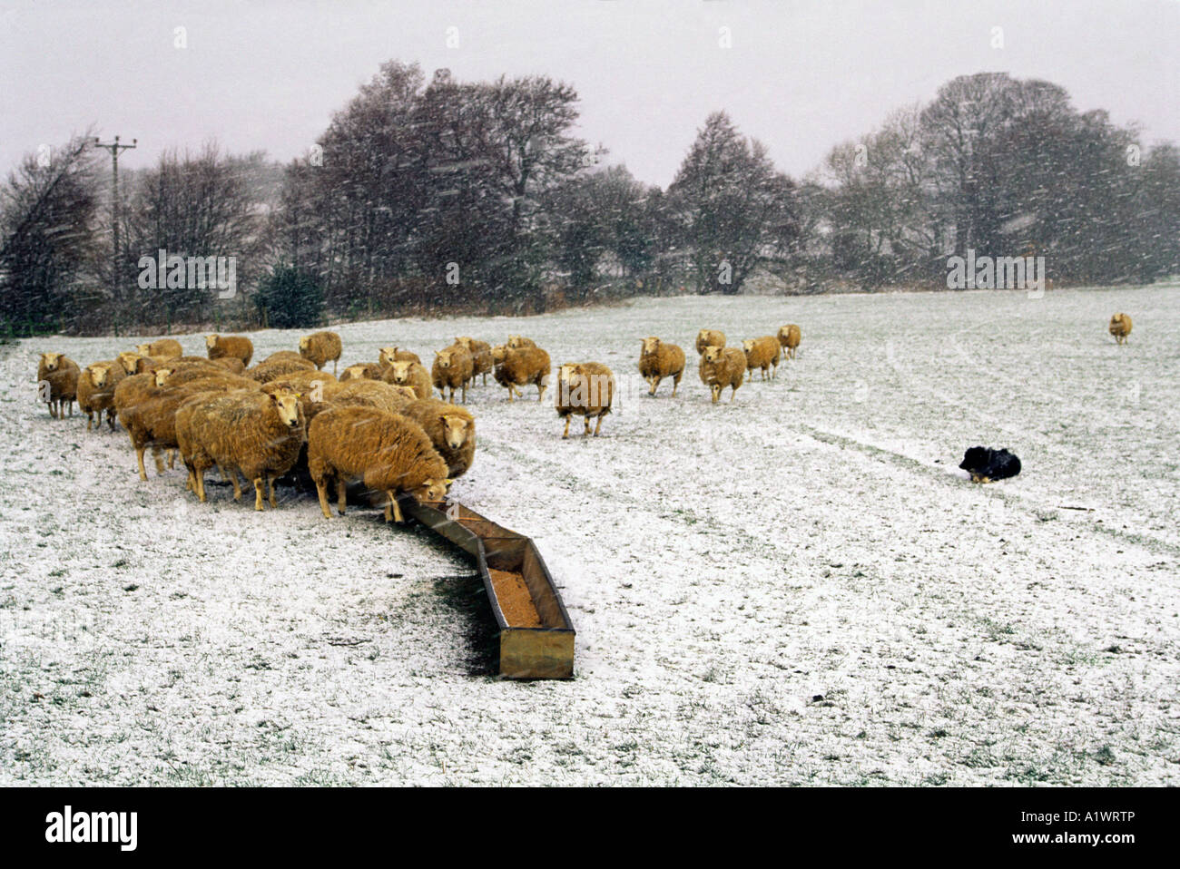 Lleyn Ewe High Resolution Stock Photography and Images - Alamy