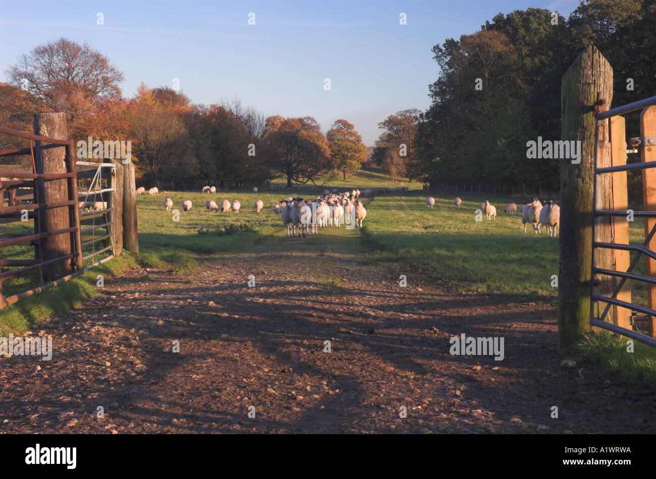 A flock of sheep walking towards the gate at the Yorkshire Sculpture ...