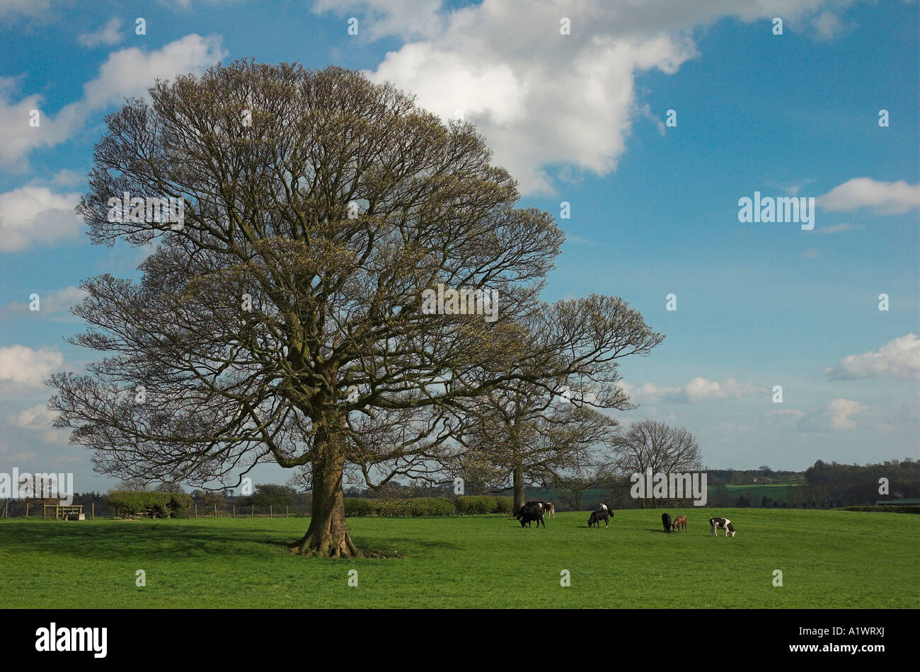 Trees and cattle, Ripon North Yorkshire England UK Stock Photo - Alamy