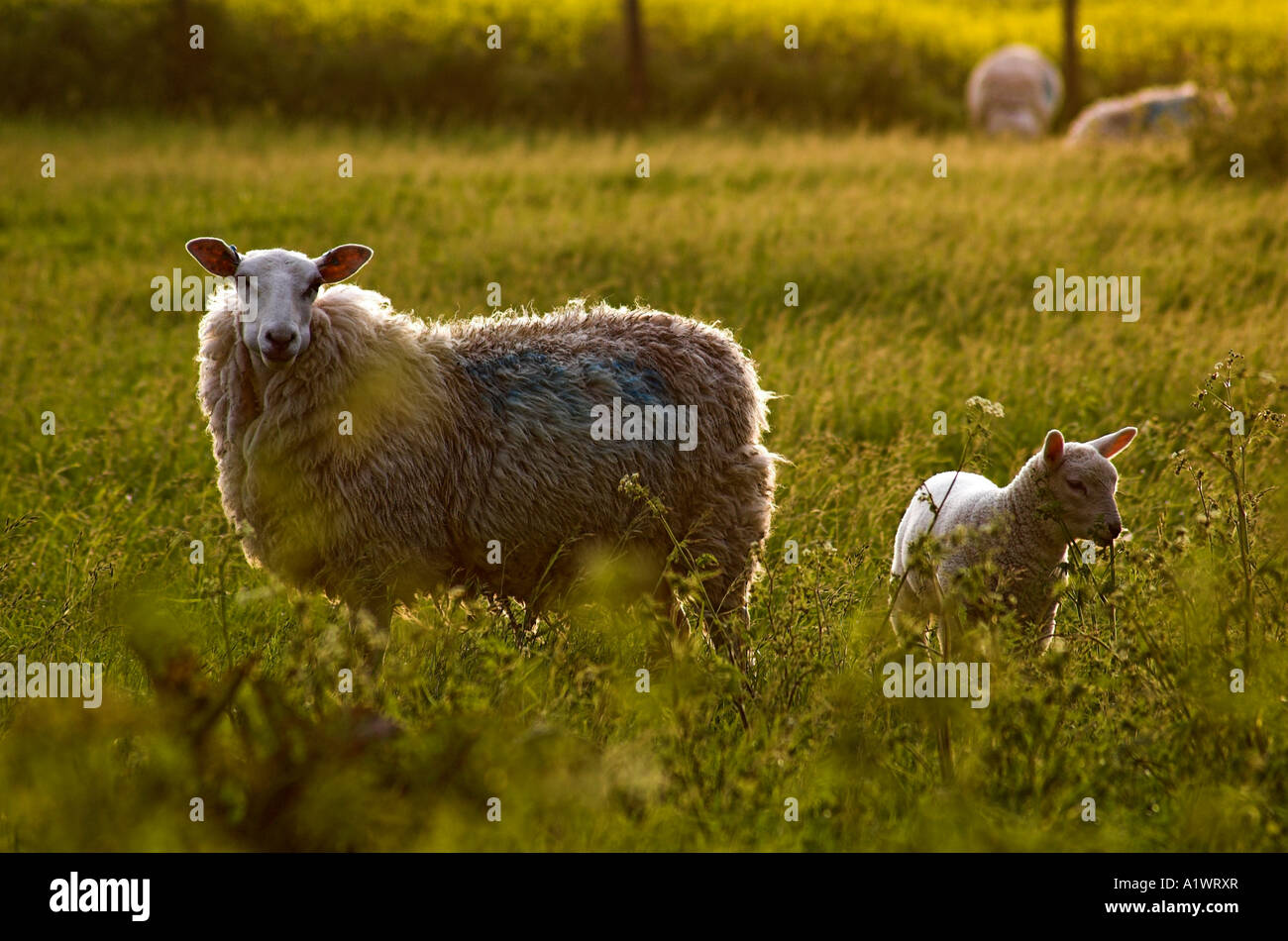 Ewe and Lamb, Bedale NorthYorkshire England UK Stock Photo - Alamy