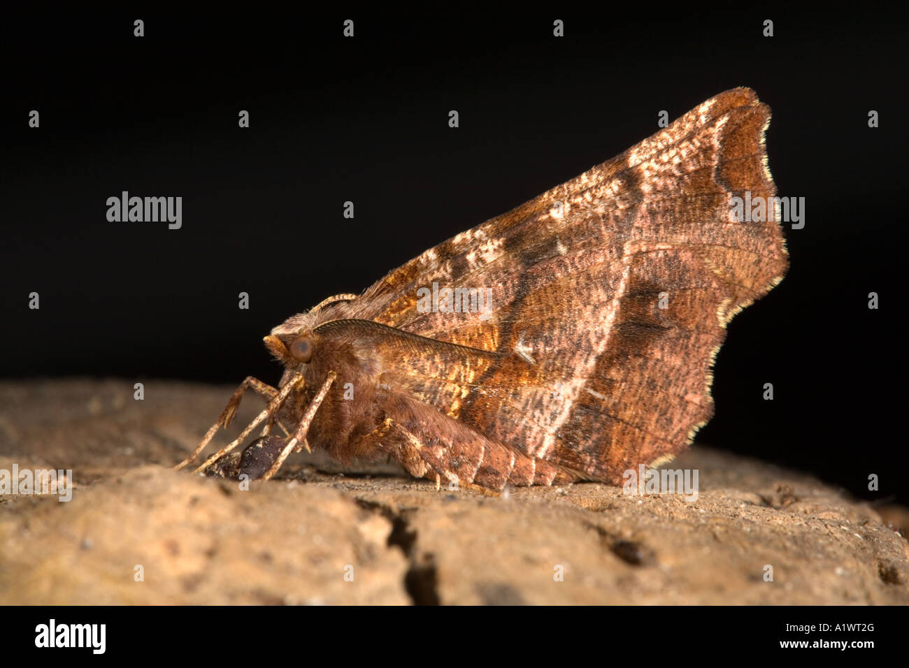 Moth wing patterns hi-res stock photography and images - Alamy