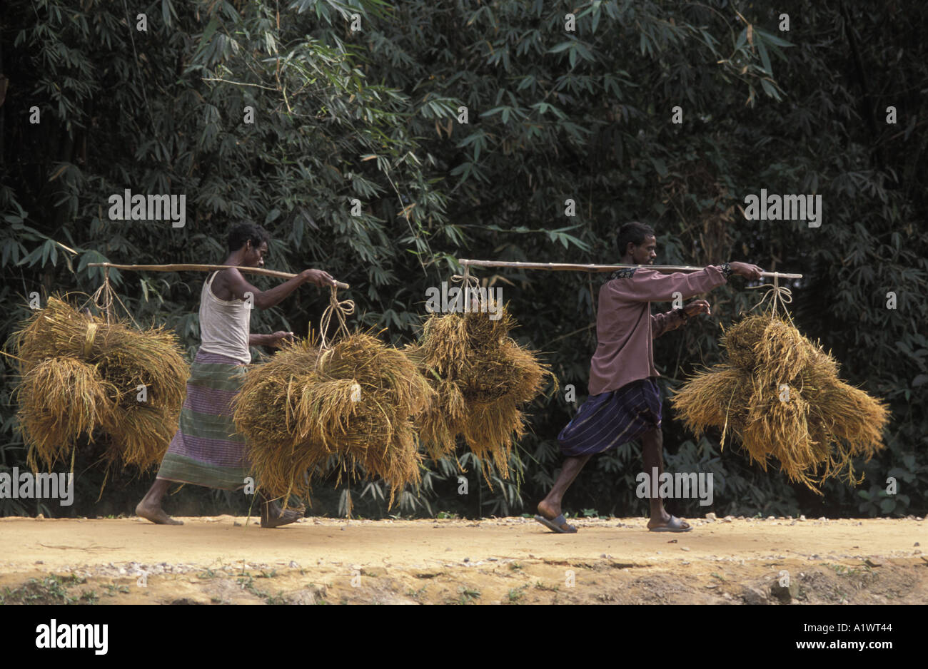 Carrying rice harvest Stock Photo - Alamy