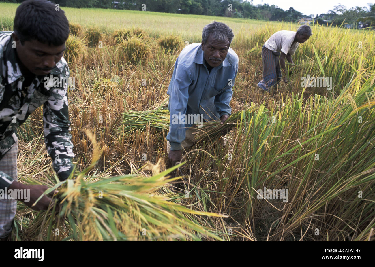 Men harvesting rice in Sylhet Stock Photo - Alamy