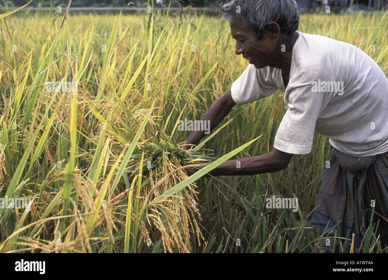 Rice farmer harvesting rice hi-res stock photography and images - Alamy