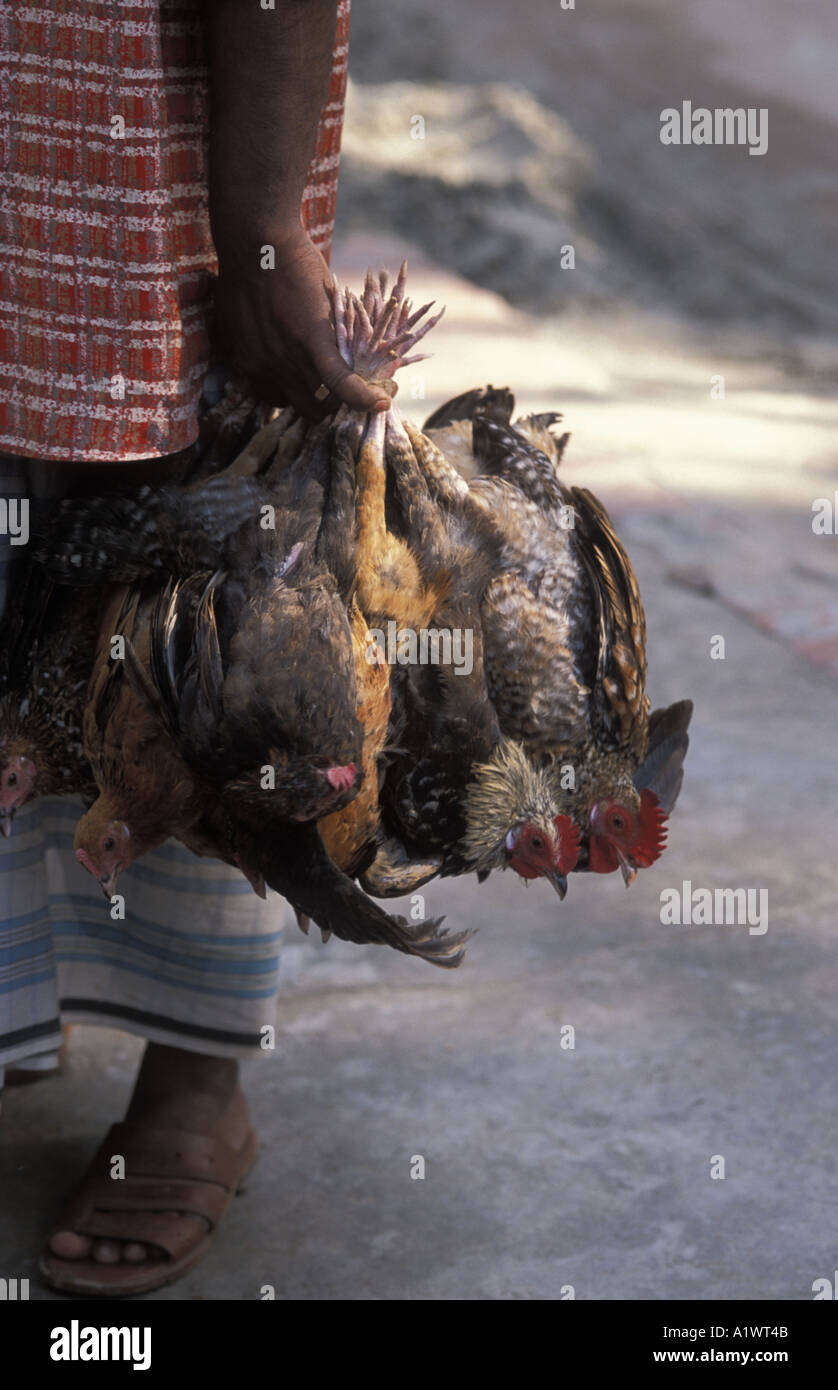 Selling live chickens hi-res stock photography and images - Alamy
