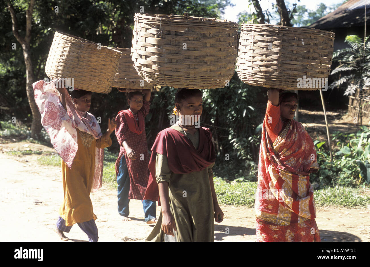 Tea workers hi-res stock photography and images - Alamy
