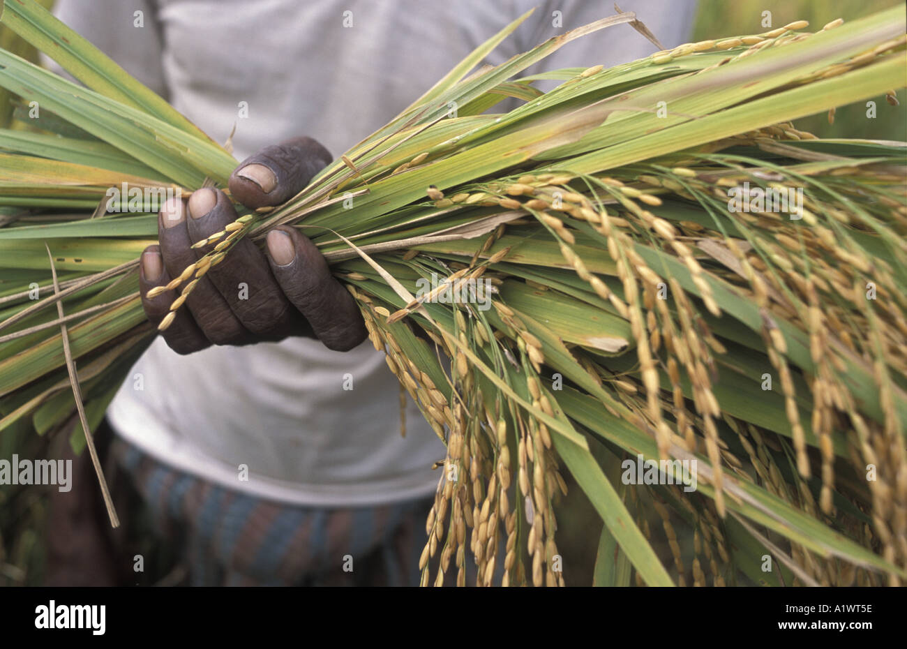 Rice harvesting - close-up of hand and rice Stock Photo - Alamy