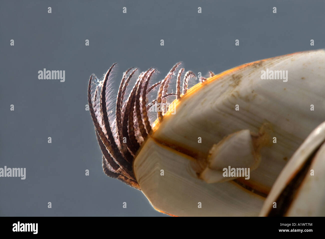 common goose barnacles in water Lepas anatifera Linnaeus showing ...