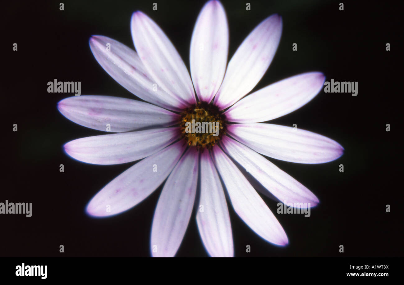 Light purple flower with a black background number 1911 Stock Photo - Alamy