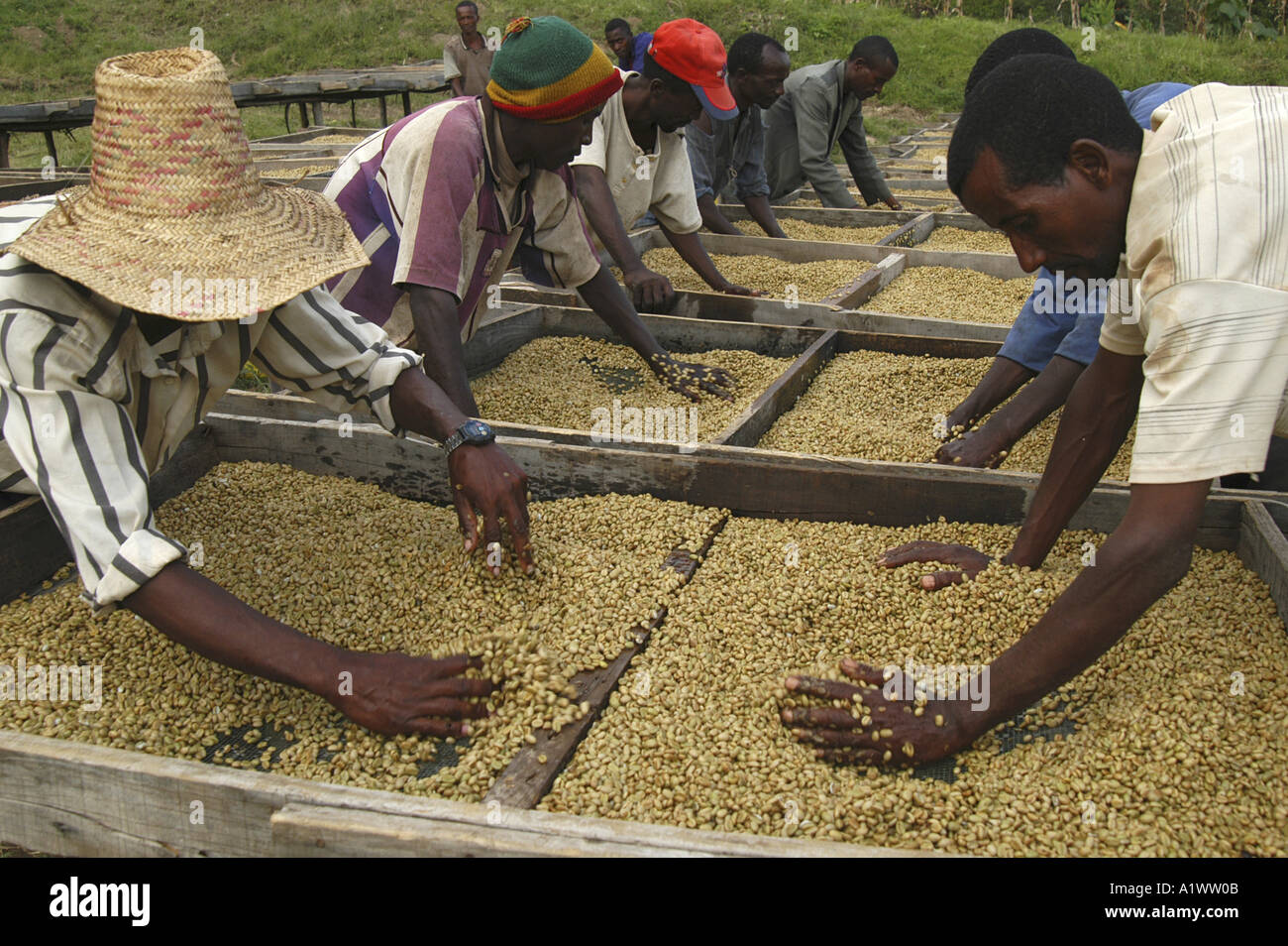 Workers checking coffee beans after washing Stock Photo - Alamy