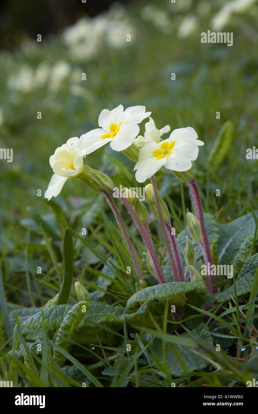 primrose Primula vulgaris spring caerhays cornwall Stock Photo - Alamy