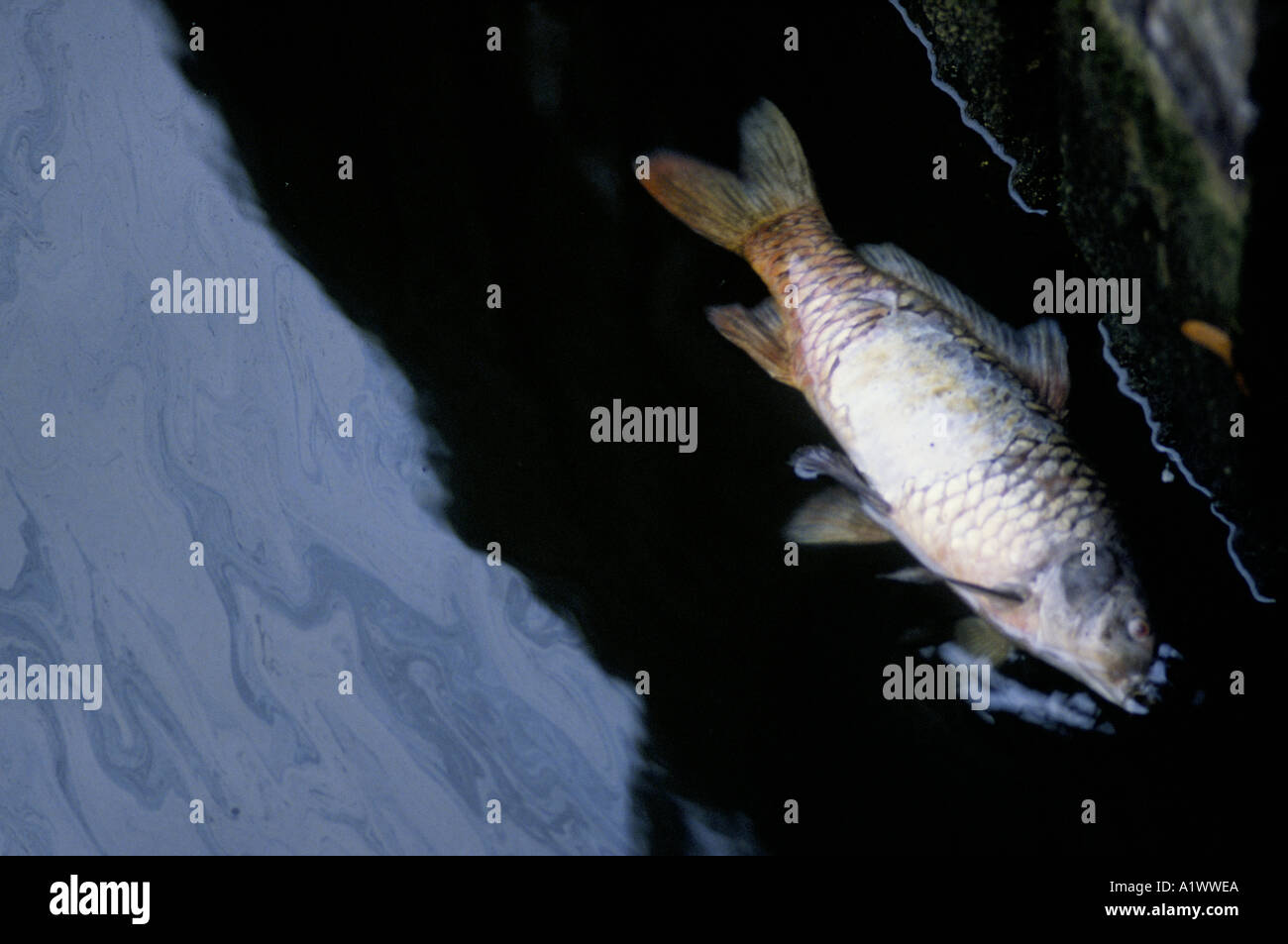 Fish dead oily water hi-res stock photography and images - Alamy