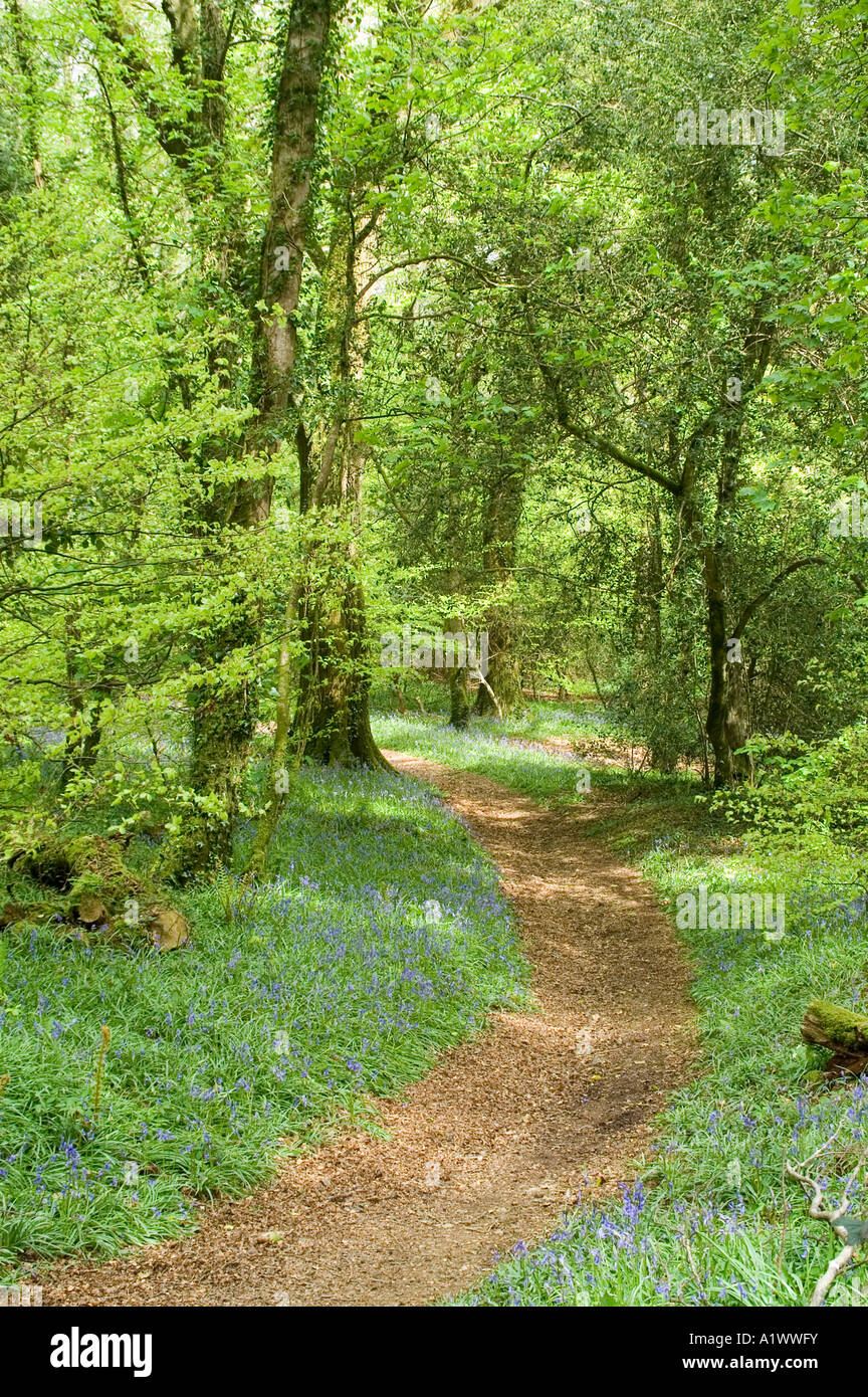 lanhydrock woods spring cornwall Stock Photo - Alamy