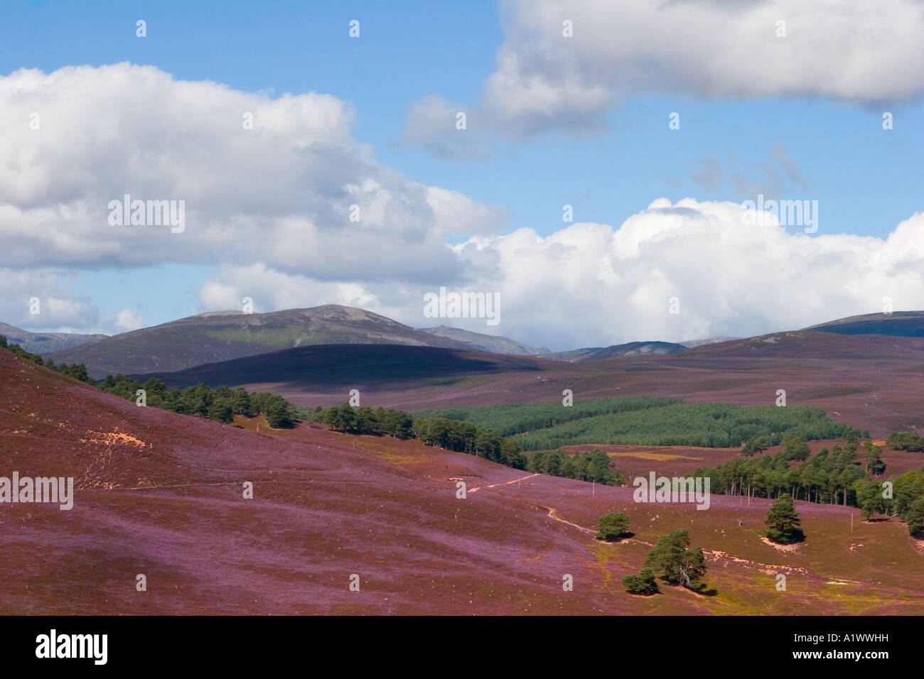Scottish heather moor or moorland Mar Lodge Estate, Cairngorm National ...