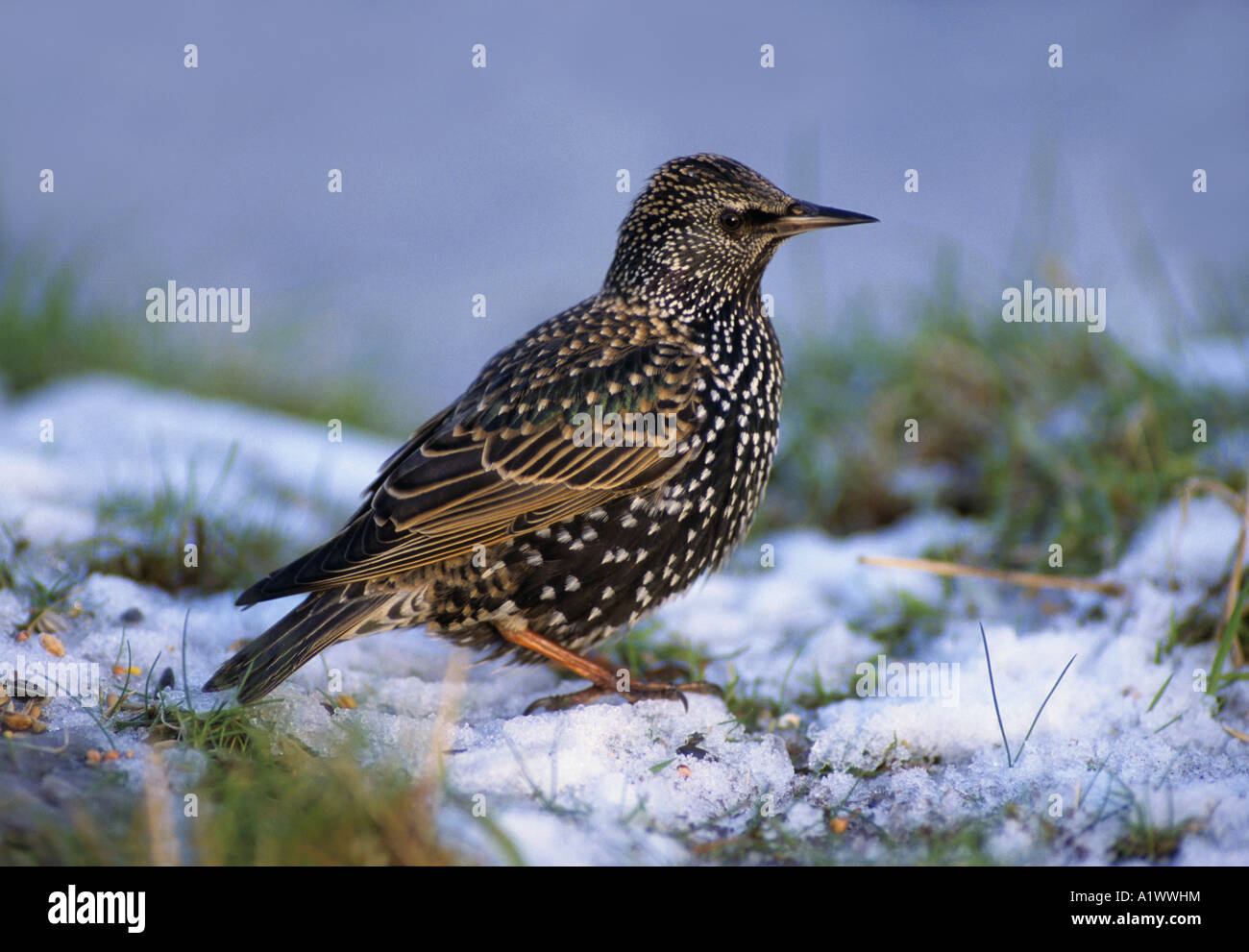 Starling in winter plumage hi-res stock photography and images - Alamy