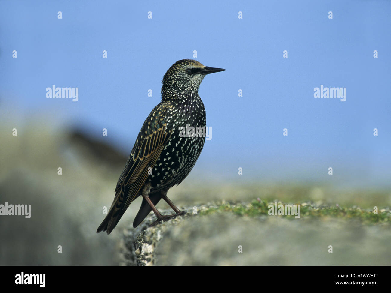 starling Sturnus vulgaris Stock Photo - Alamy