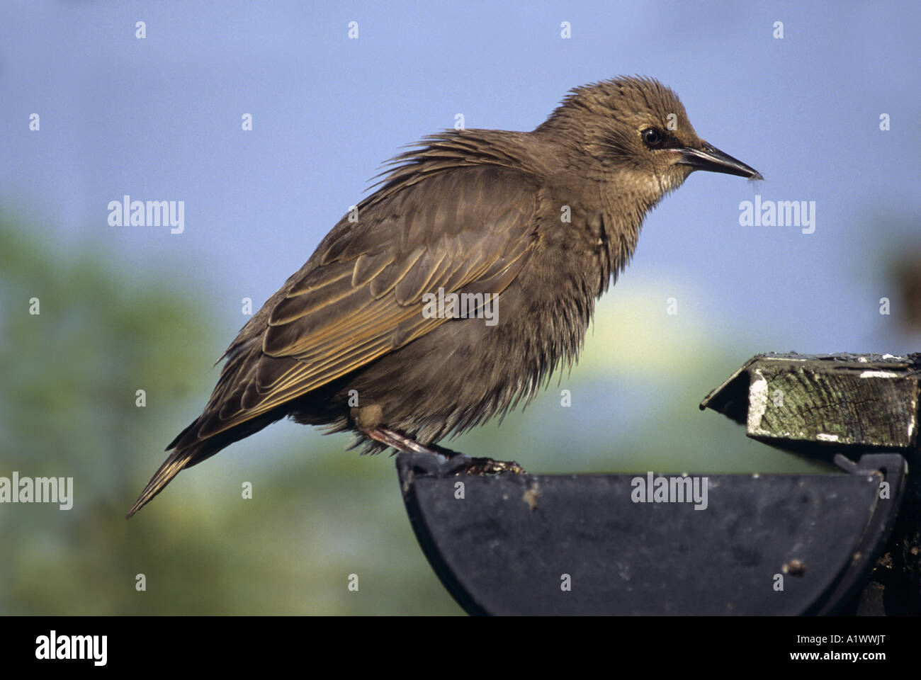 starling Sturnus vulgaris young on gutter Stock Photo - Alamy