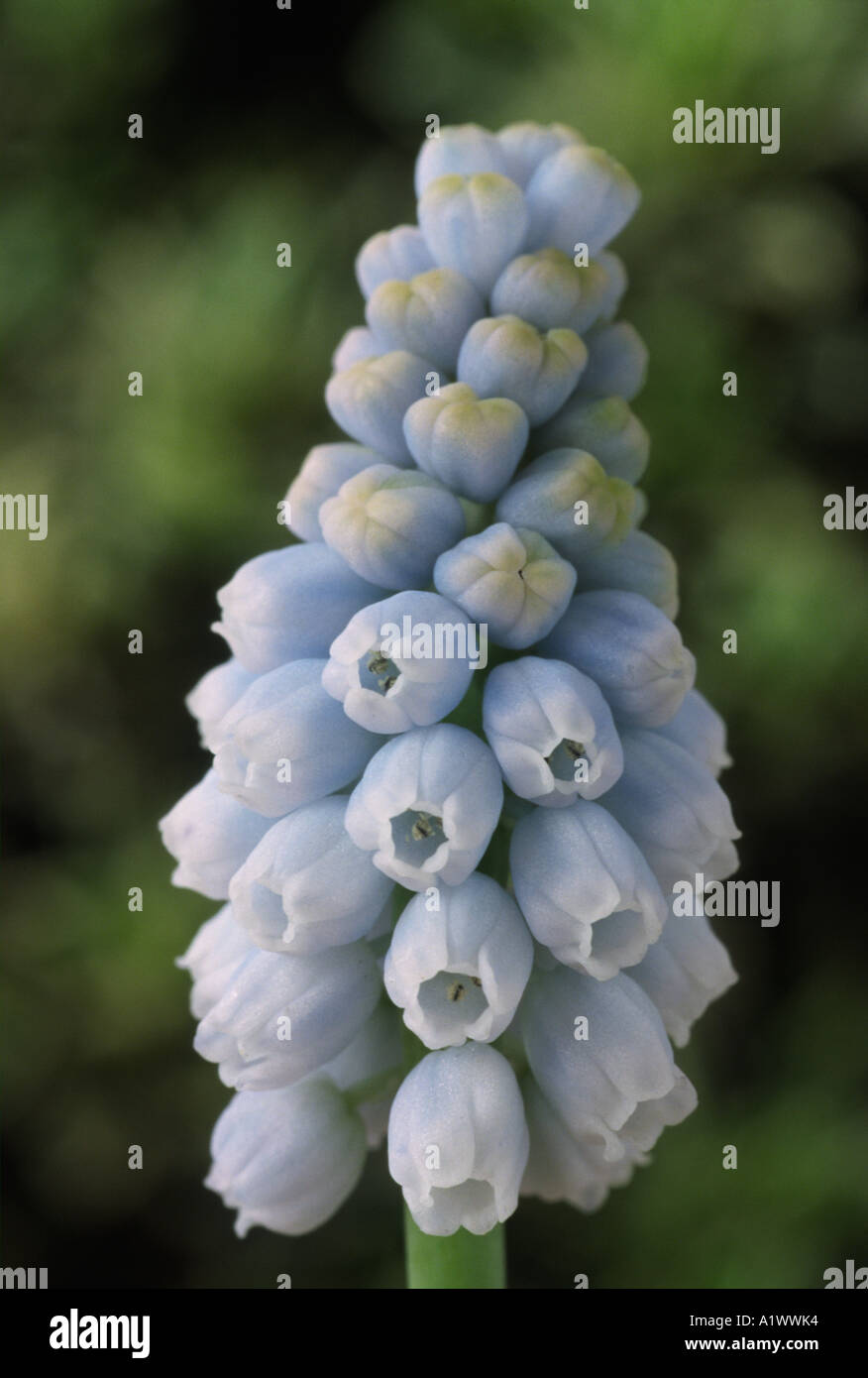 Muscari 'Jenny Robinson' AGM (Grape hyacinth) syn Baby's Breath Stock ...