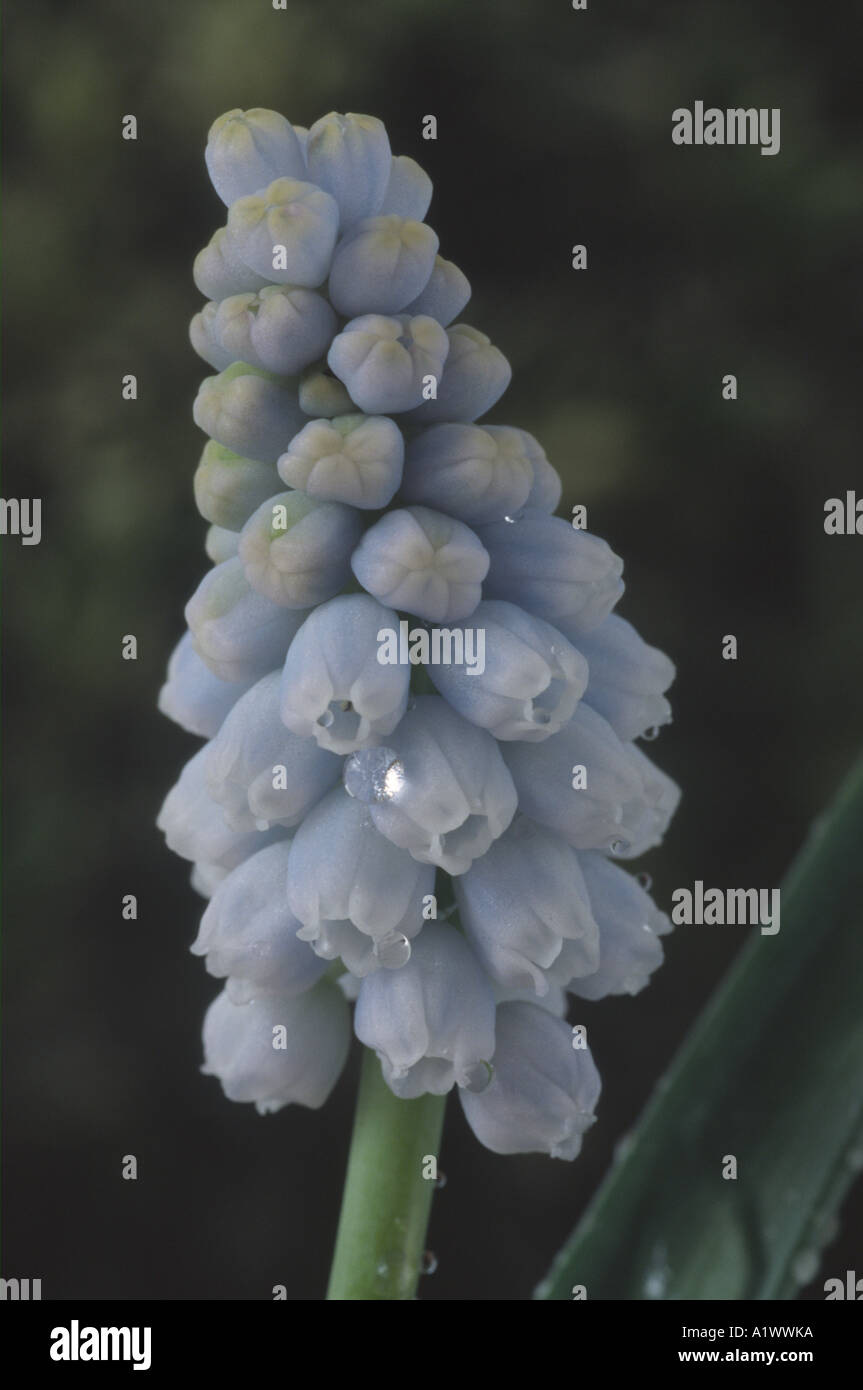 Muscari 'Jenny Robinson' AGM (Grape hyacinth) syn Baby's Breath Stock ...