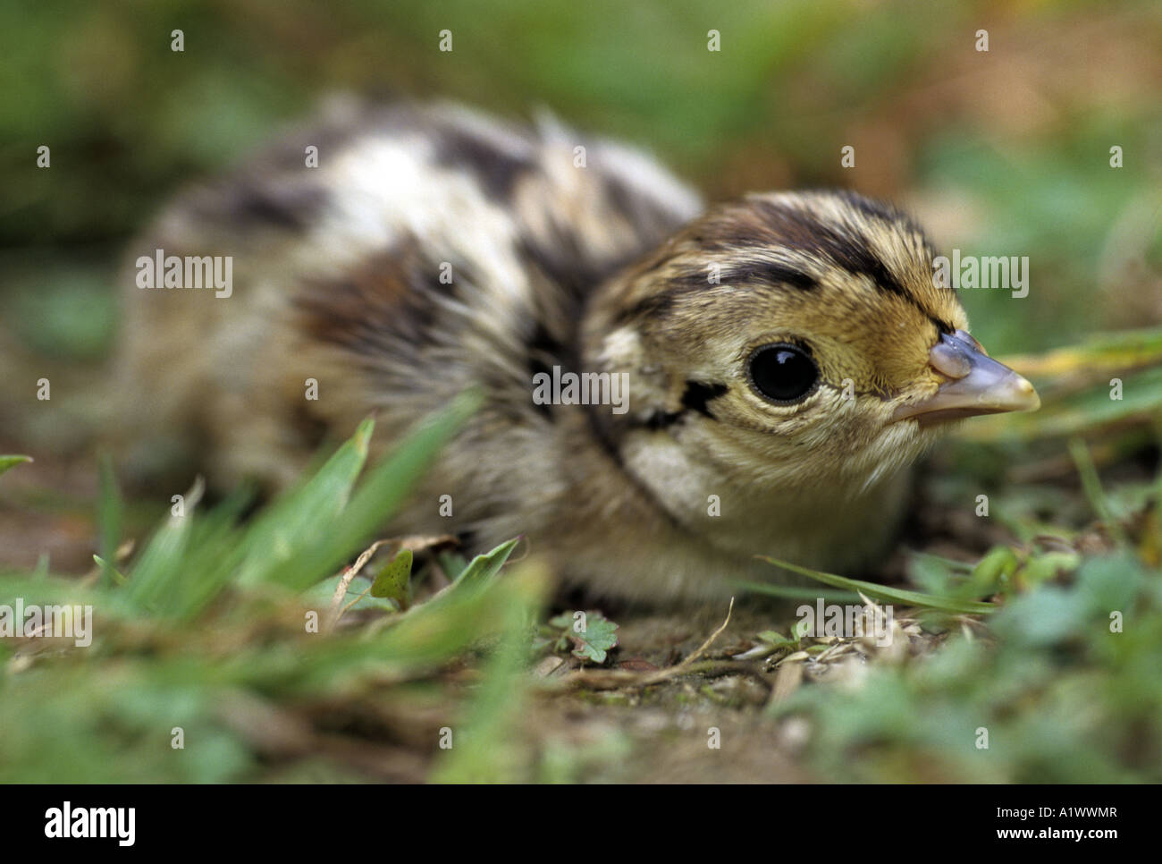 Pheasant Baby Chicks