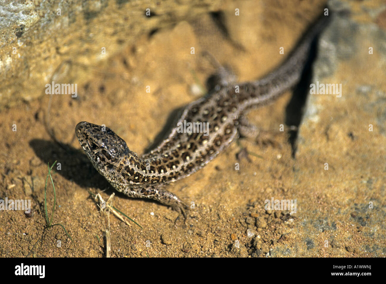 sand lizard Lacerta agilis female Stock Photo - Alamy