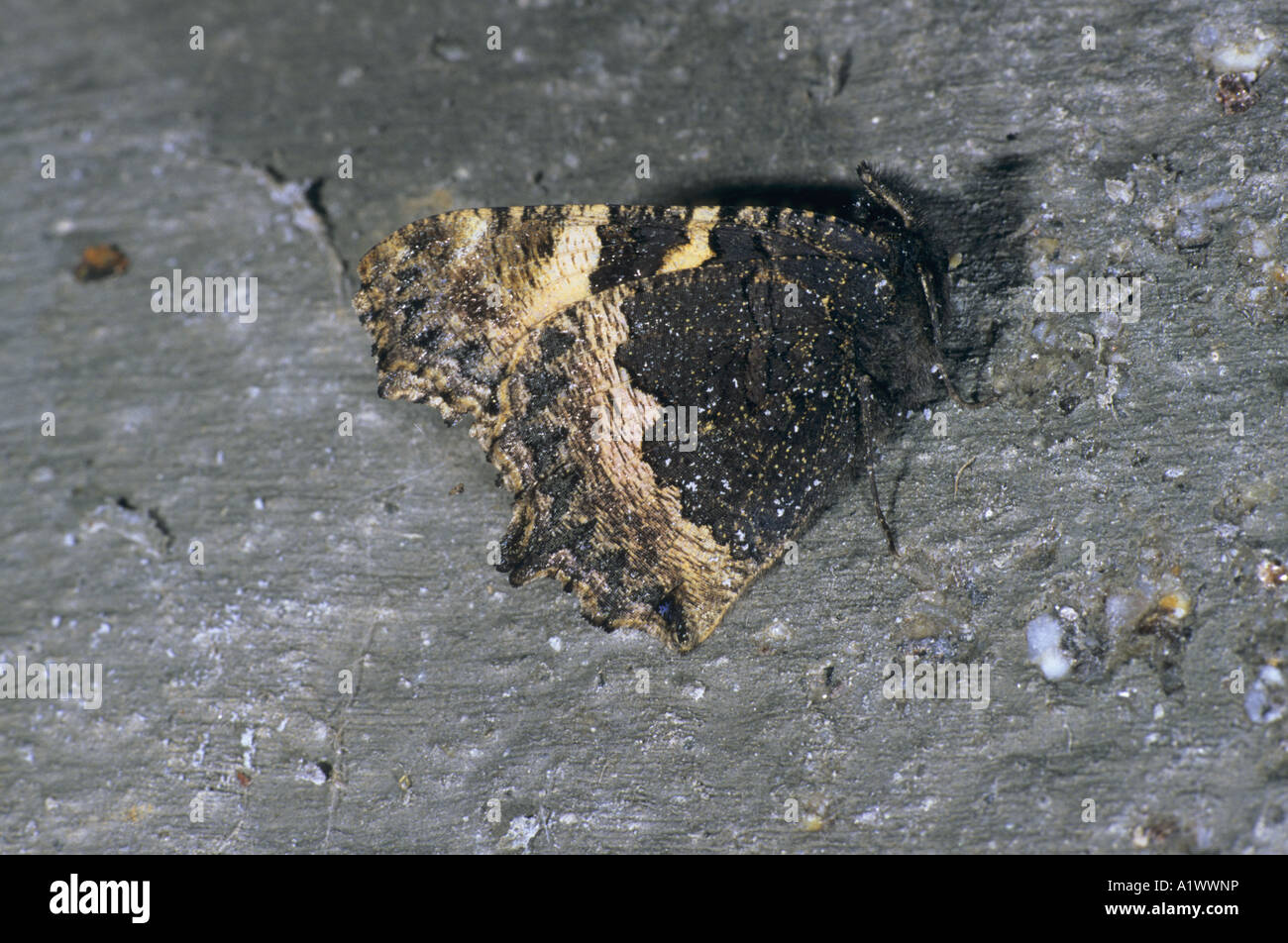Tortoiseshell butterfly uk winter hi-res stock photography and images ...
