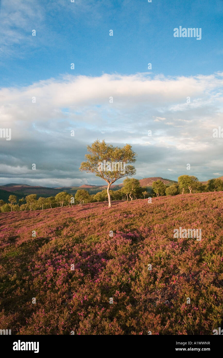 Morrone Birkwood, Landscape of scottish heather moors and Silver Birch ...
