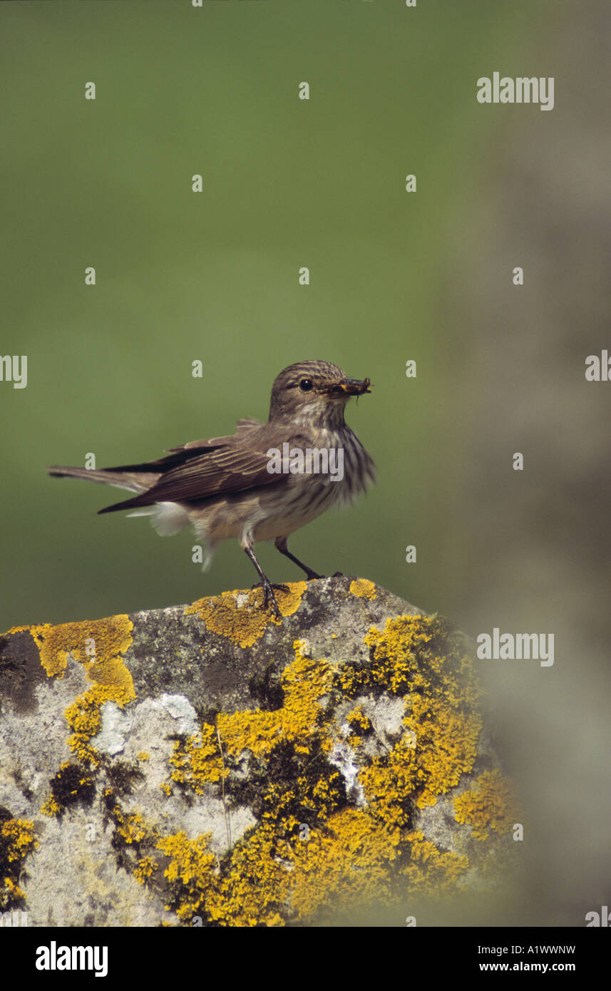 Spotted flycatcher with insects hi-res stock photography and images - Alamy