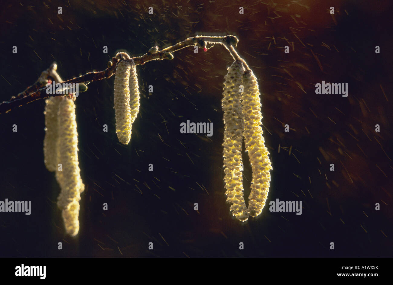 hazel catkins Corylus avellana releasing pollen Stock Photo - Alamy