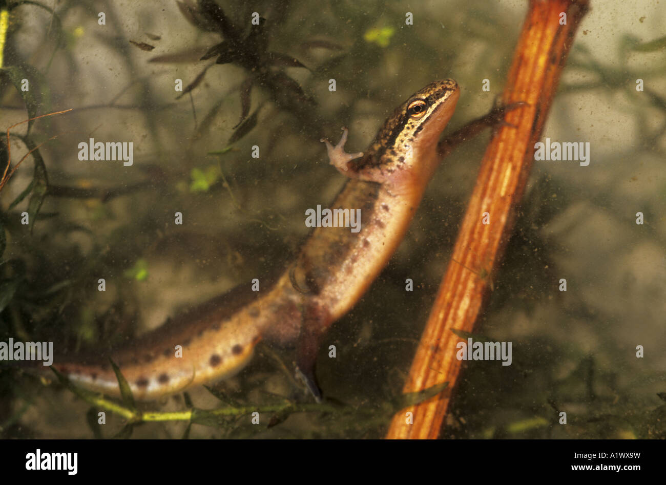 Animal amphibian newt water hi-res stock photography and images - Alamy