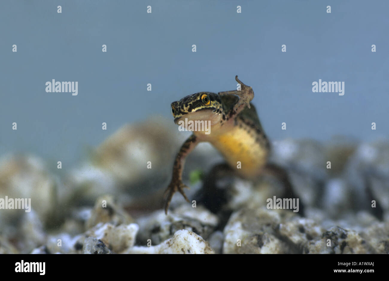 Animal amphibian newt water hi-res stock photography and images - Alamy