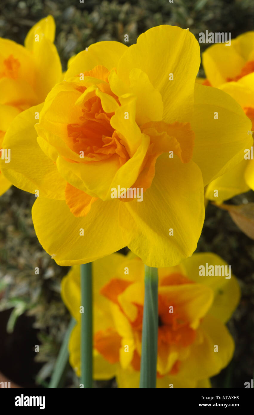 Four division hi-res stock photography and images - Alamy