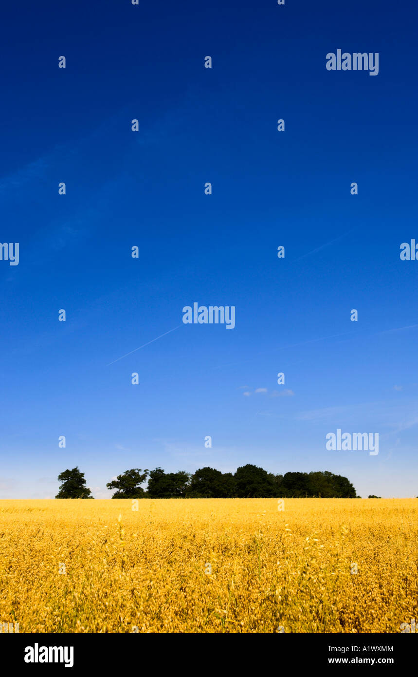 Itchingfield hi-res stock photography and images - Alamy