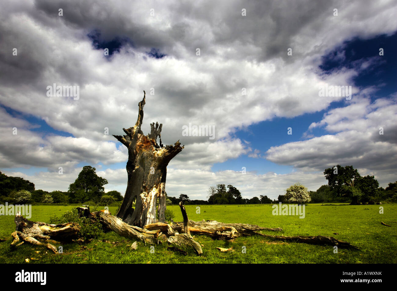Lightning struck tree hi-res stock photography and images - Alamy