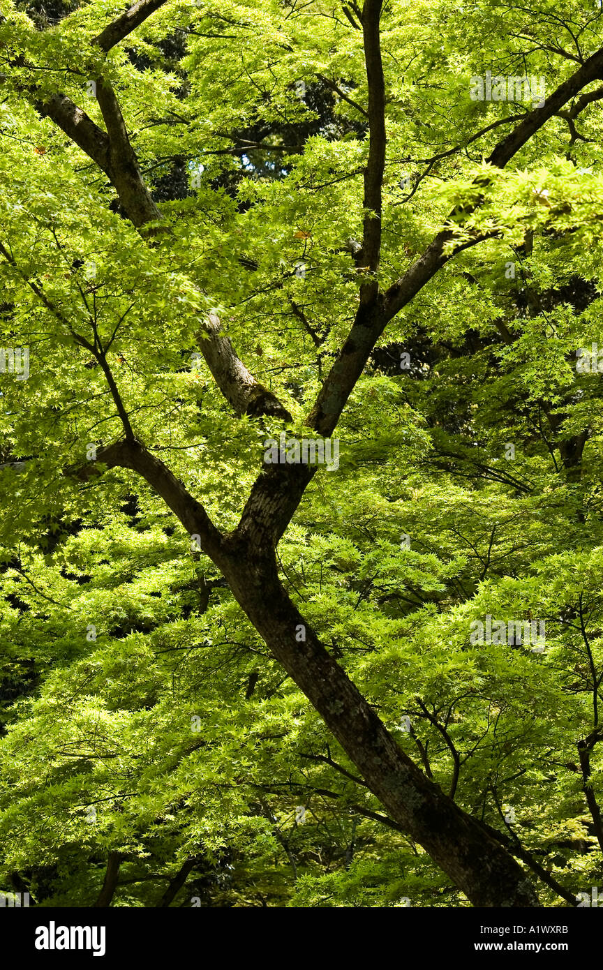 A tree in the gardens of Kinkakuji Temple of Kyoto Japan Stock Photo ...