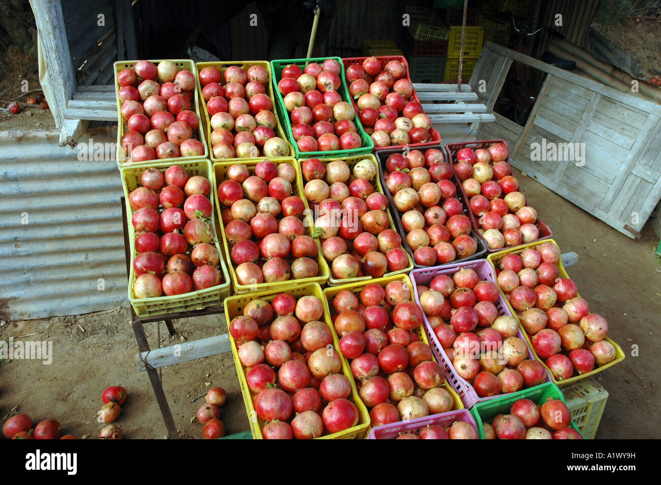 On the way in Tunisia, fruit stand with pomegranate fruits Stock Photo ...