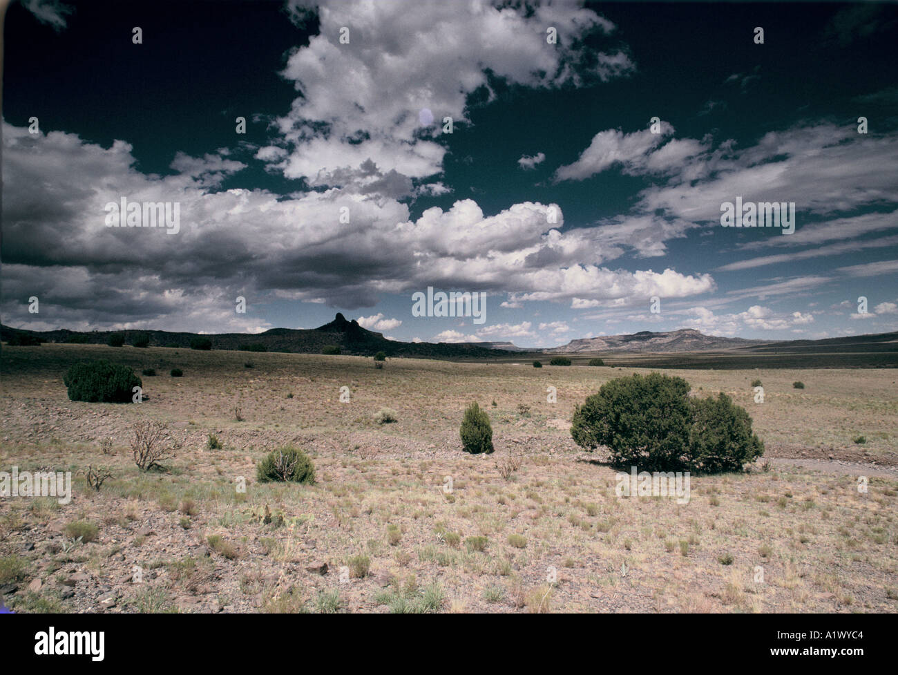 Cebolleta hi-res stock photography and images - Alamy