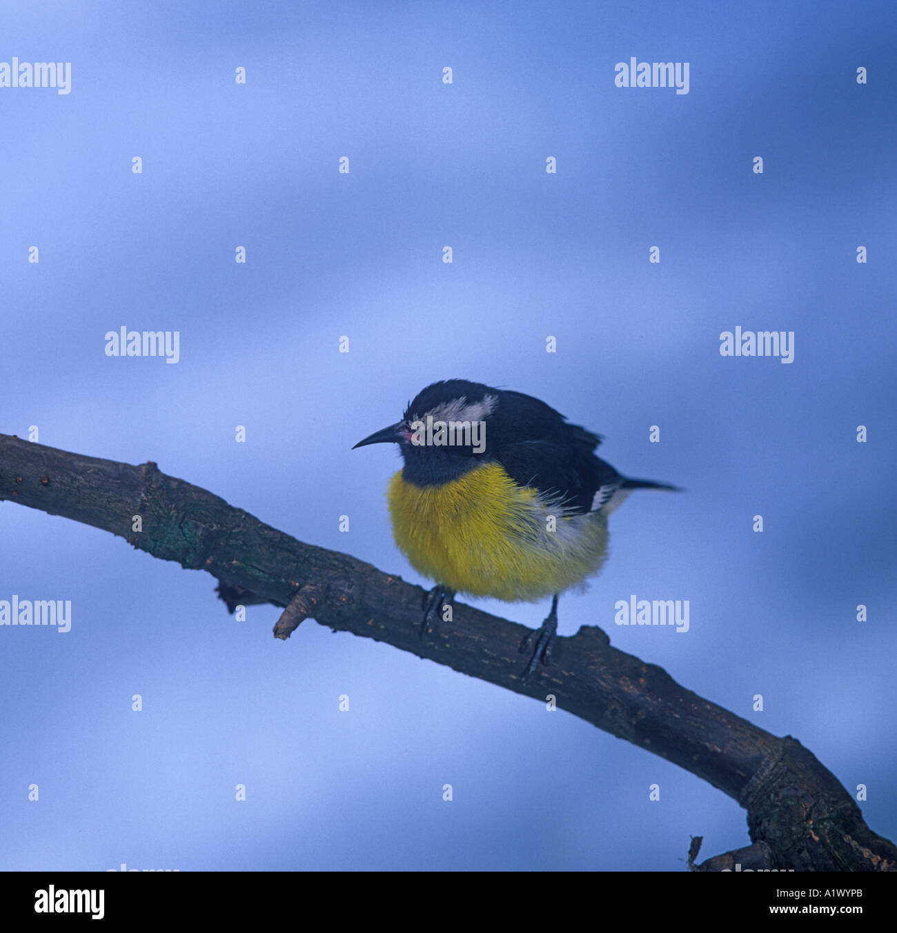 Bananaquit Coereba flaveola Stock Photo - Alamy