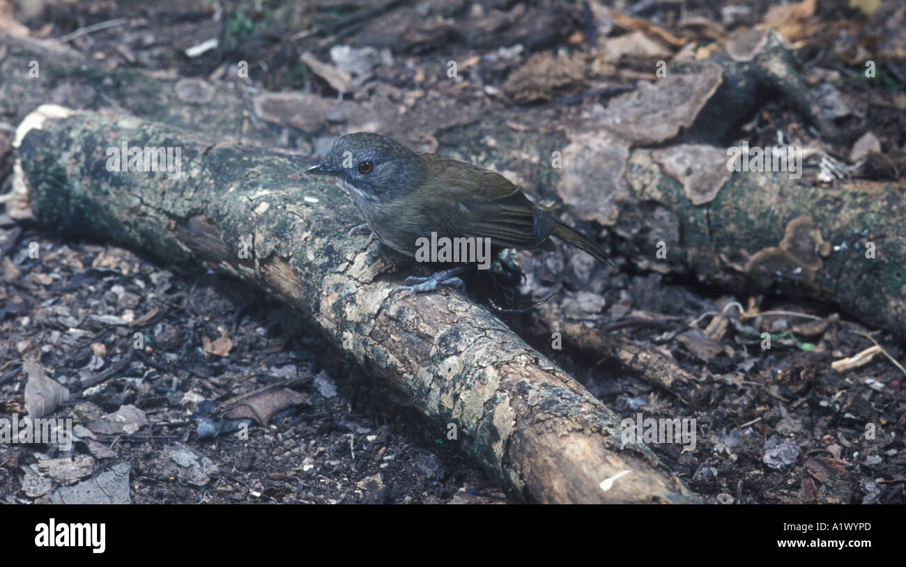 Abyssinian Hill Babbler Pseudoalcippe abyssinicus Stock Photo - Alamy