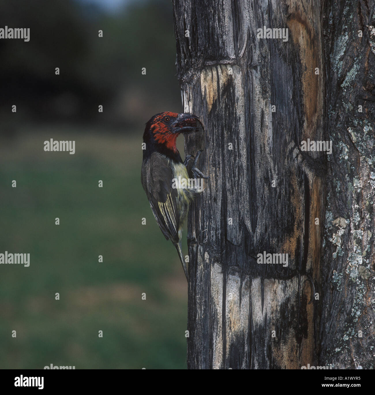 Black collared Barbet Lybius torquatus bird Stock Photo - Alamy