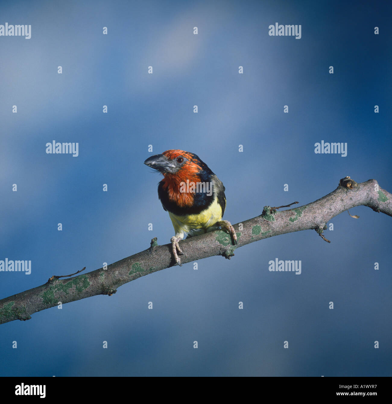 Black collared Barbet Lybius torquatus bird captive cage bird Stock ...