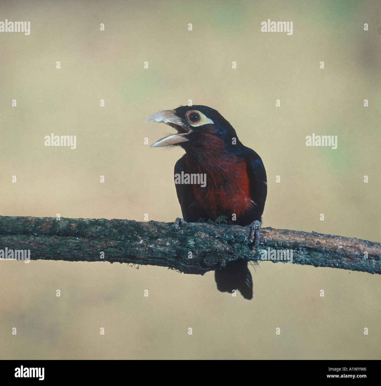 Double toothed barbet lybius bidentatus captive cage bird bird hi-res ...