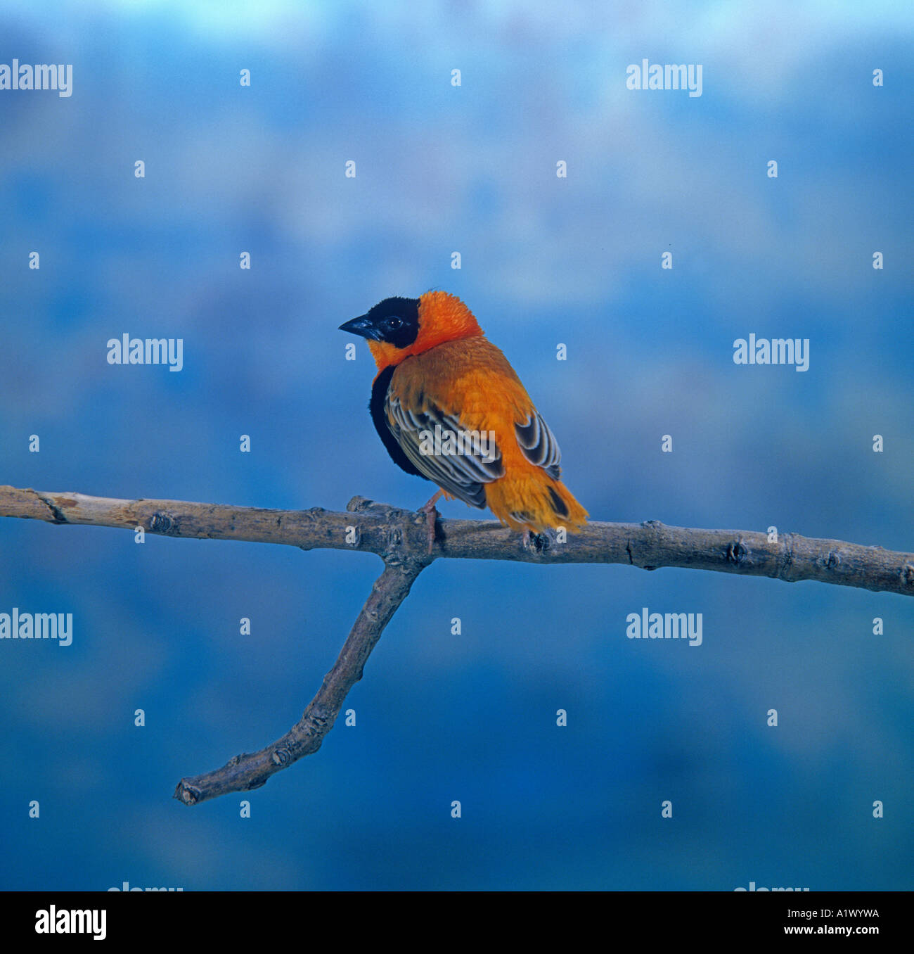 Orange Bishop Euplectes orix franciscana Stock Photo - Alamy