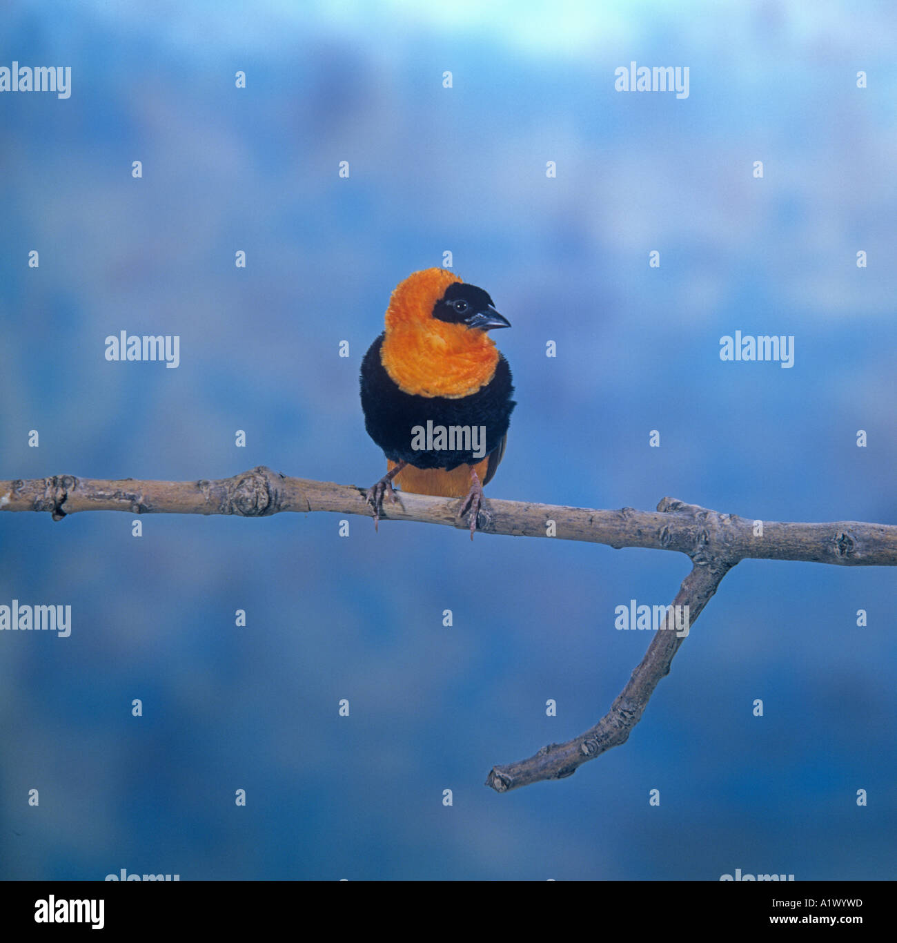 Euplectes franciscana hi-res stock photography and images - Alamy